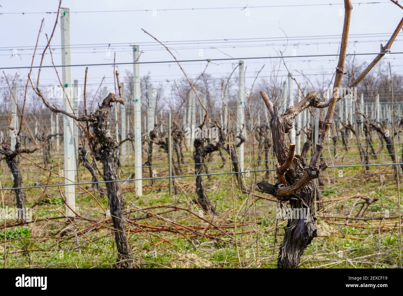 Pruned cut stem hi-res stock photography and images - Alamy
