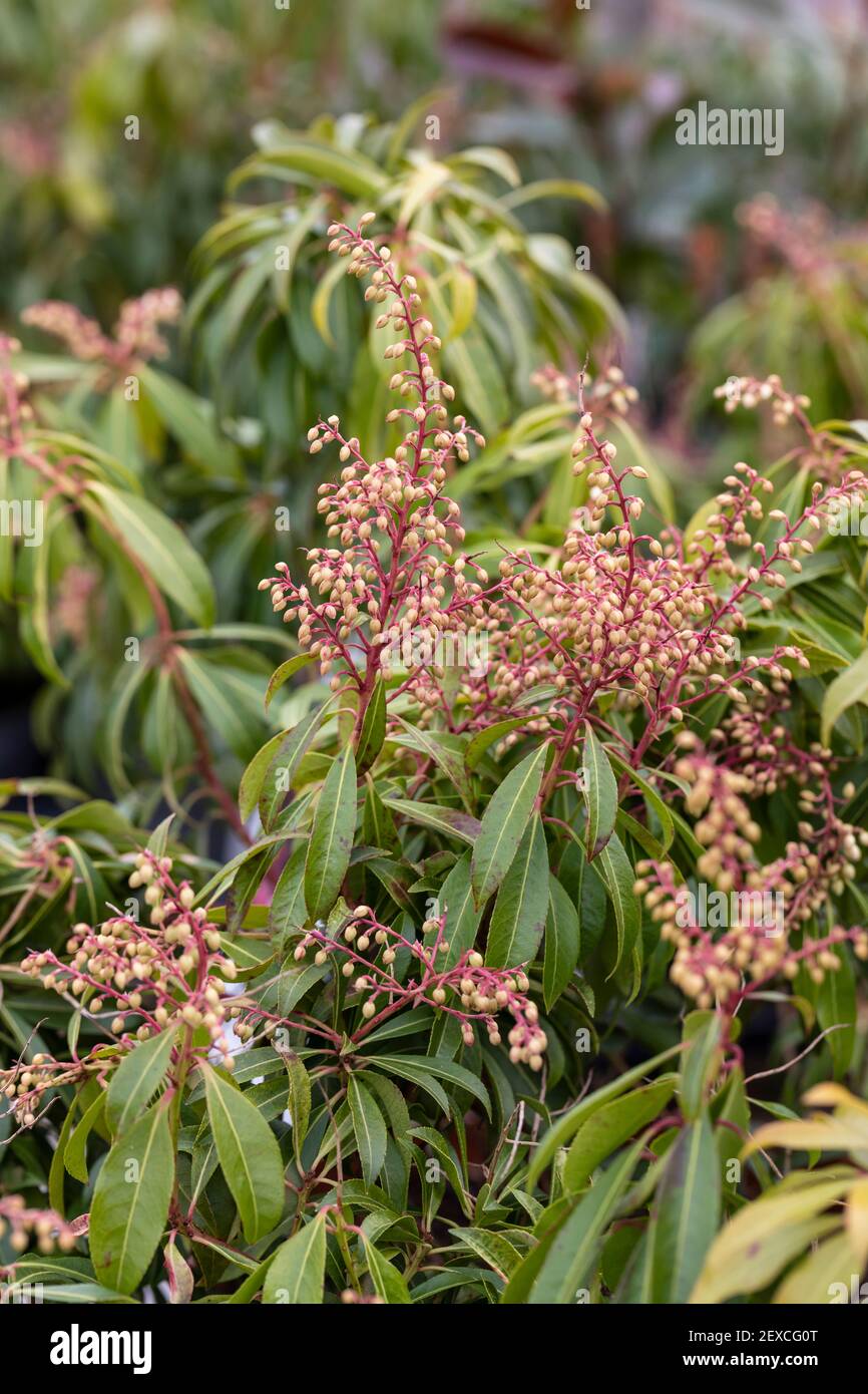 Racemes hi-res stock photography and images - Alamy