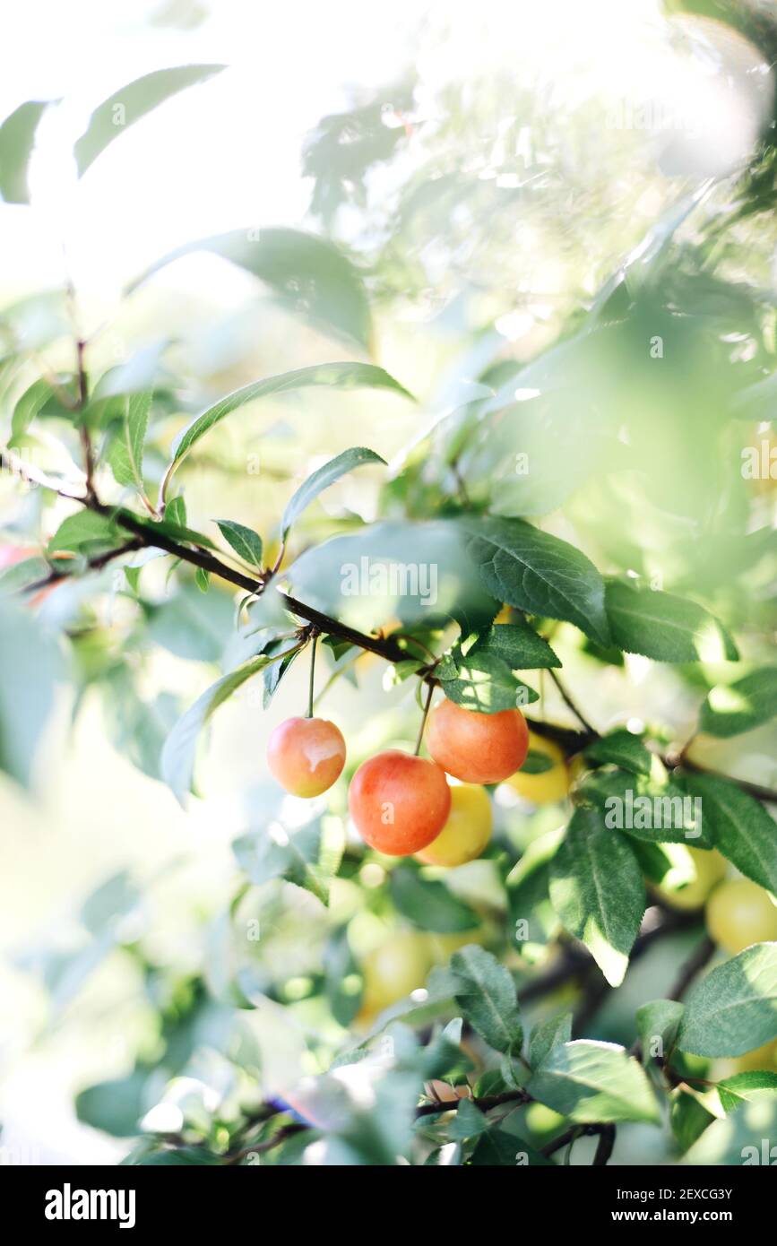 Plum tree plantation hi-res stock photography and images - Alamy