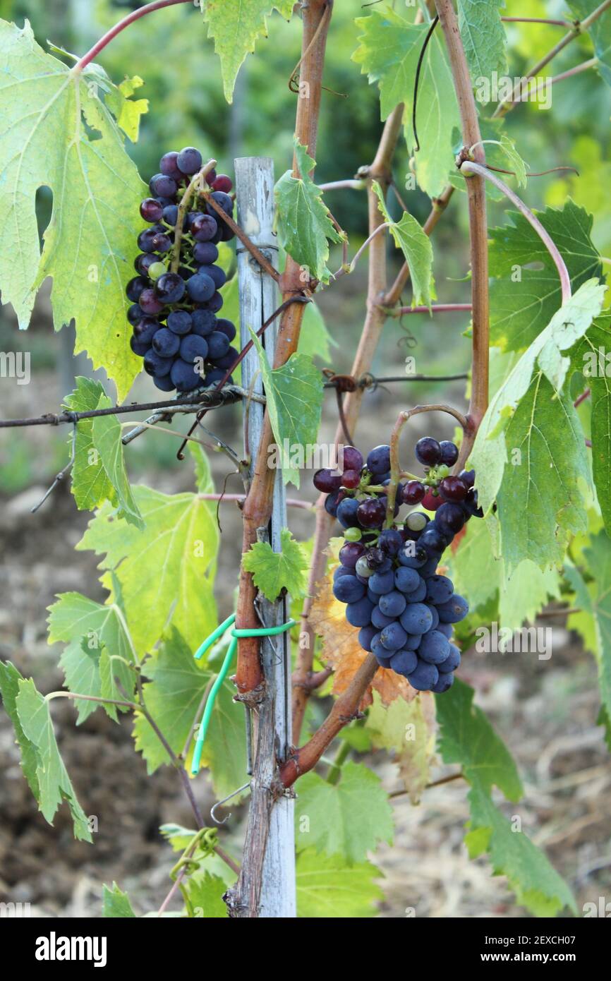 Growing grapevine with grape cluster Stock Photo - Alamy