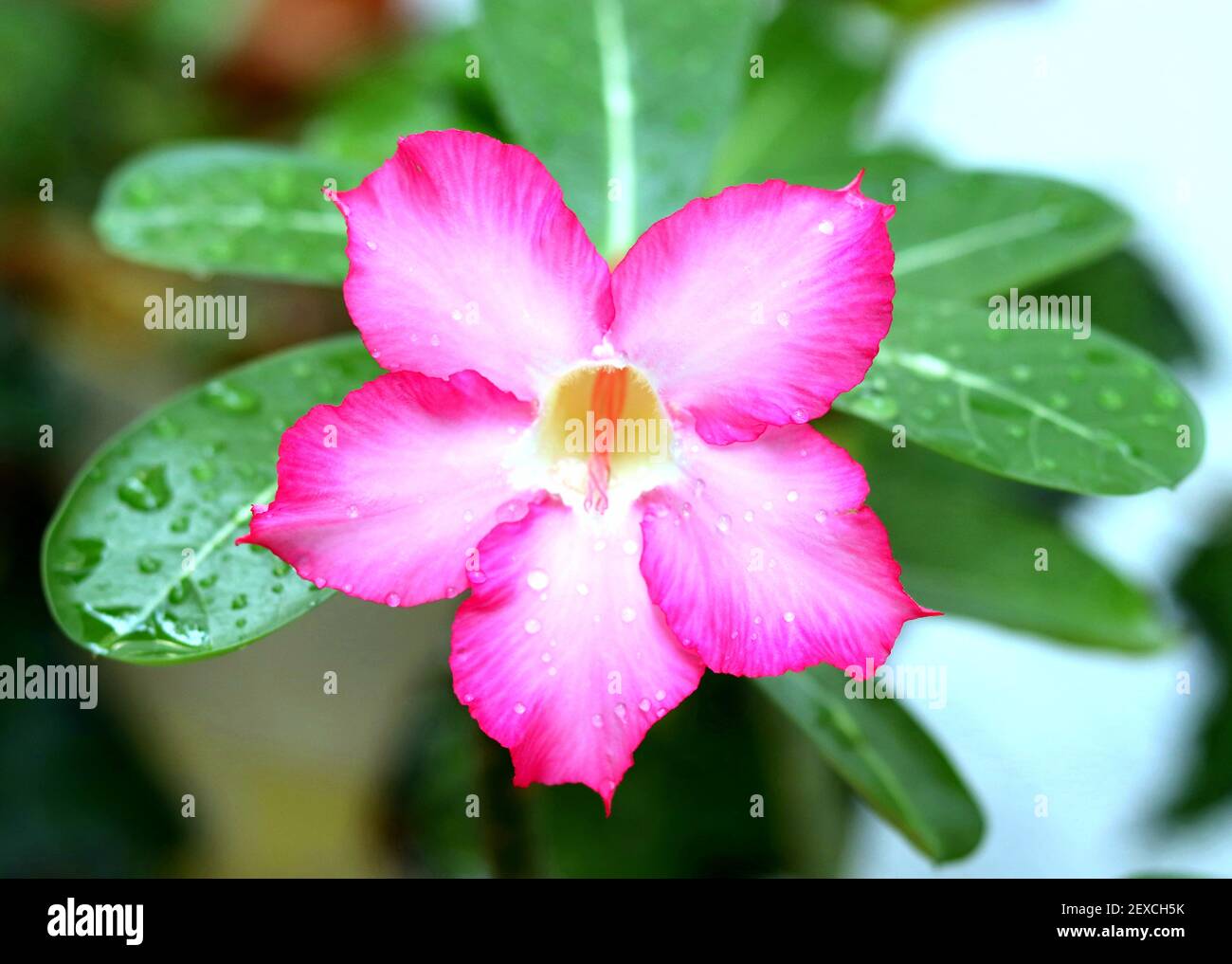 Amazing pink beauty in rainy environment Stock Photo - Alamy