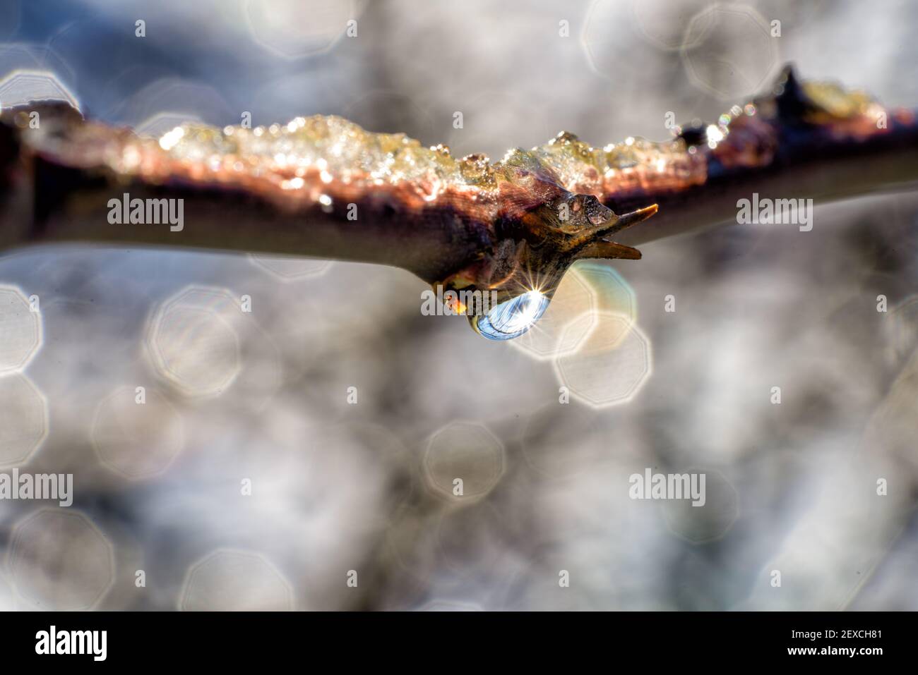 Water drop on a frozen tree Stock Photo - Alamy