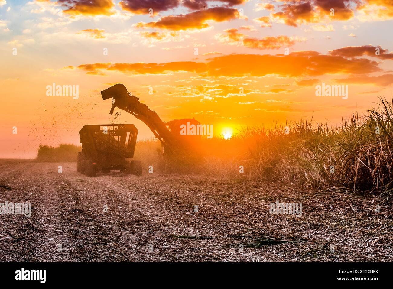 Harvesting sugarcane as part of biofuels production in Brazil Stock ...