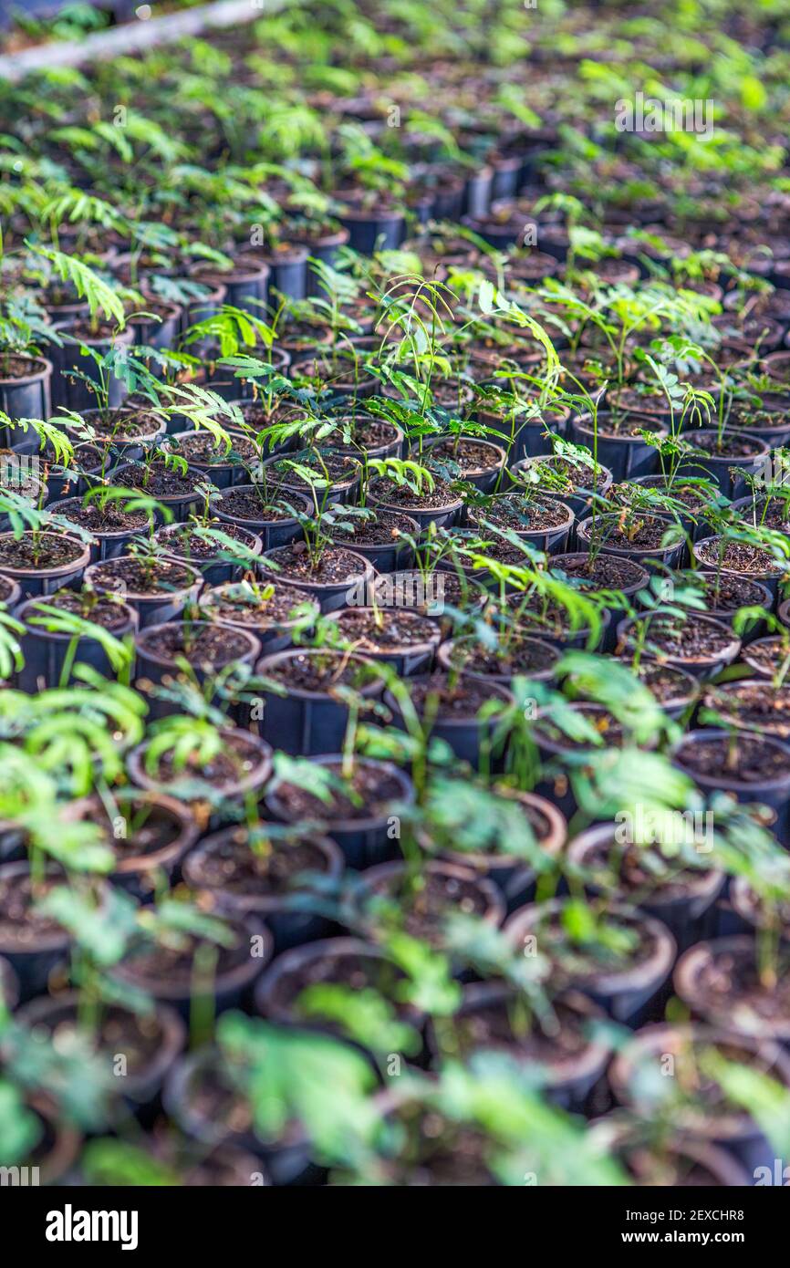 Growing crops as part of biofuels production in Brazil Stock Photo - Alamy