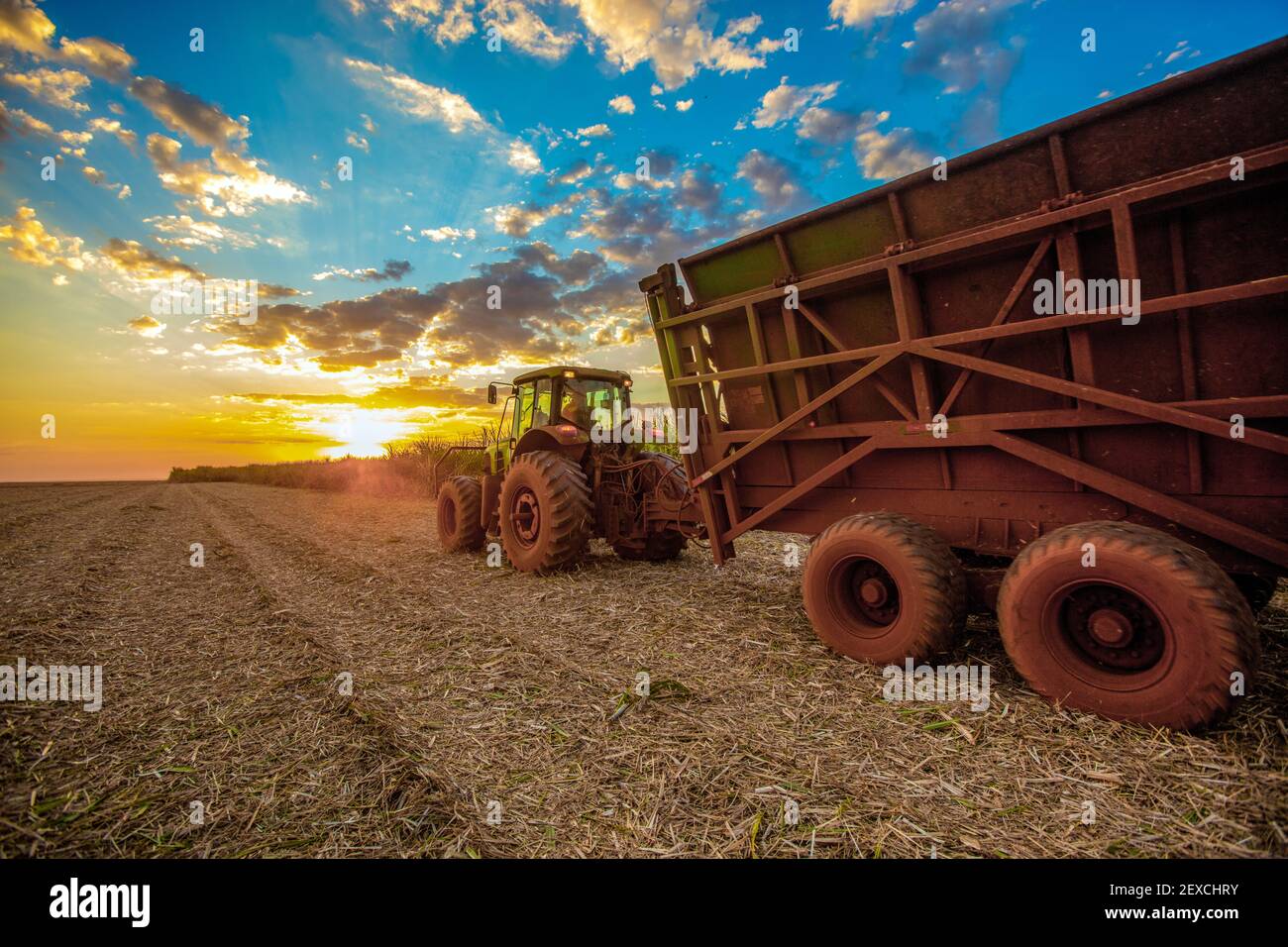 Harvesting sugarcane as part of biofuels production in Brazil Stock ...