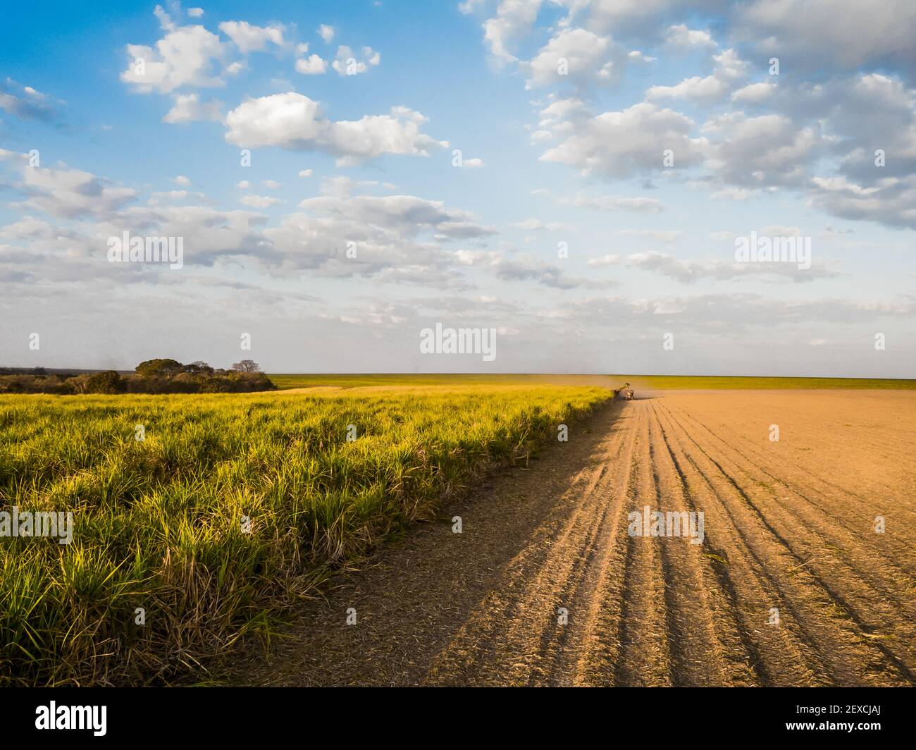 Harvesting sugarcane as part of biofuels production in Brazil Stock ...