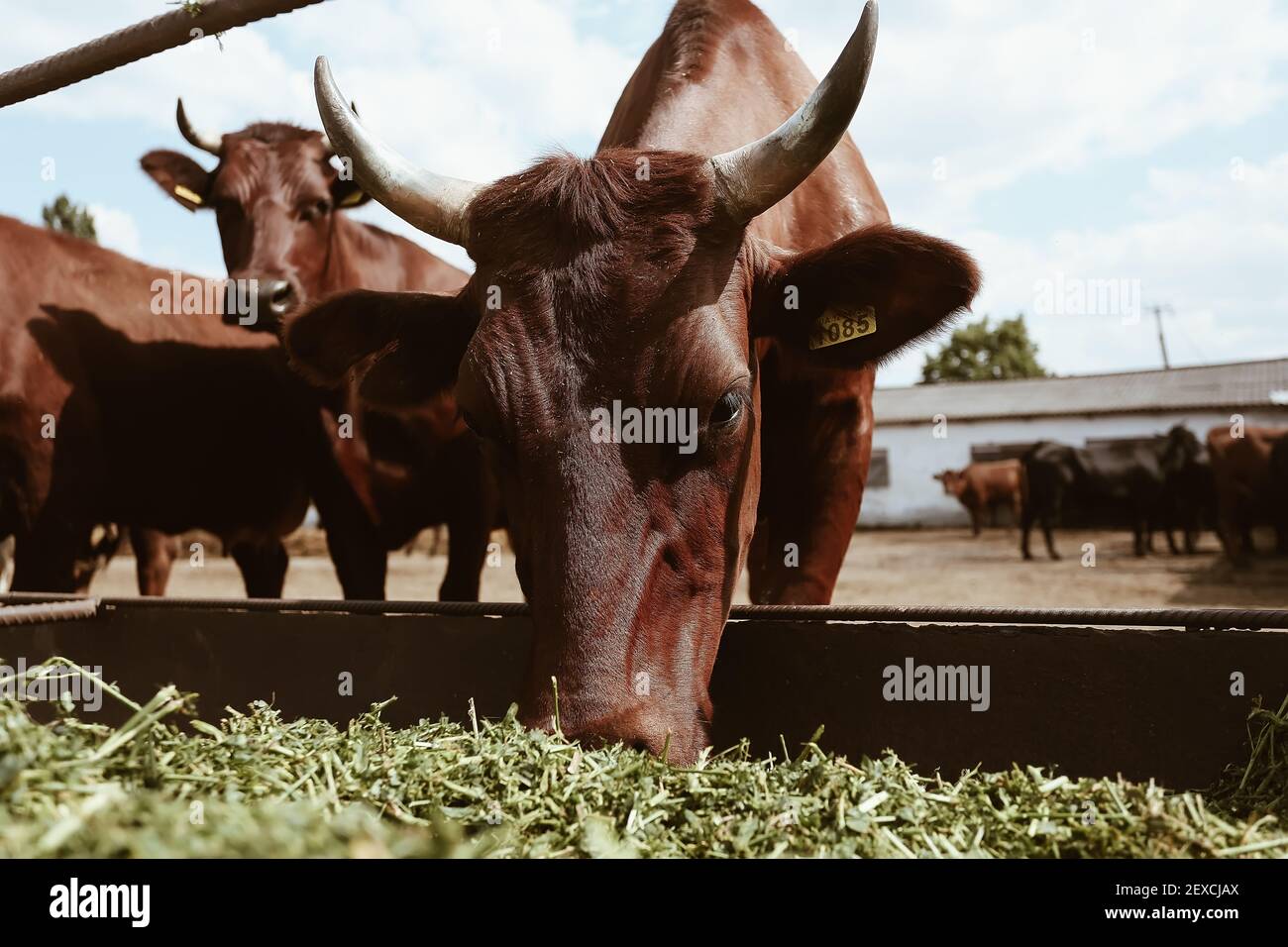 Muzzle of brown livestock cattle cow with horns and yellow tag chew ...