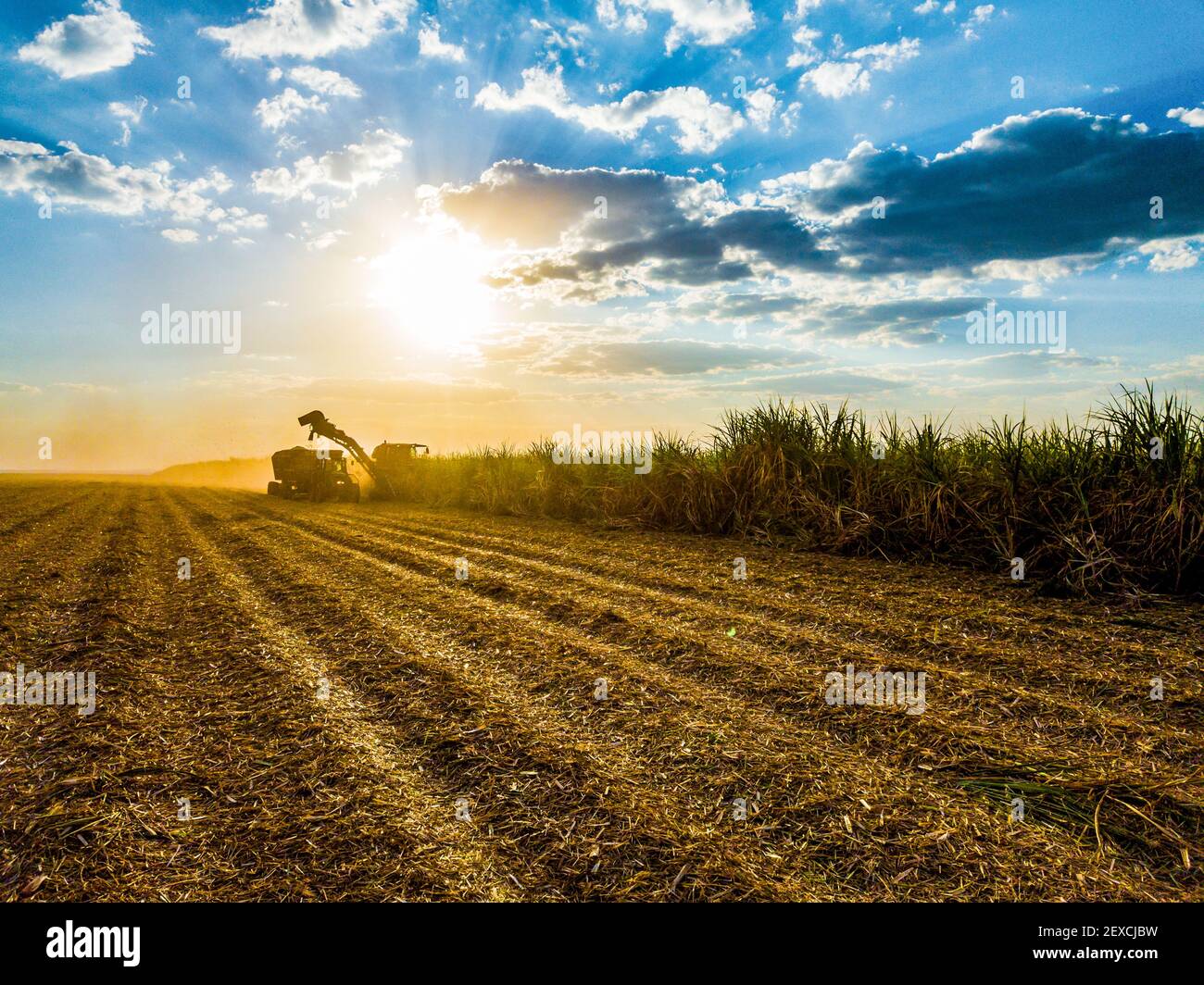 Harvesting sugarcane as part of biofuels production in Brazil Stock ...