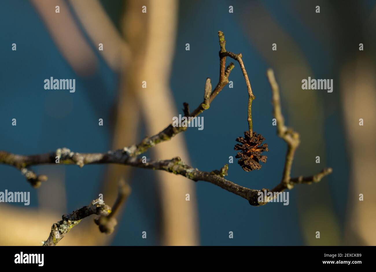 background nature outdoor alder cone tree branch Stock Photo - Alamy