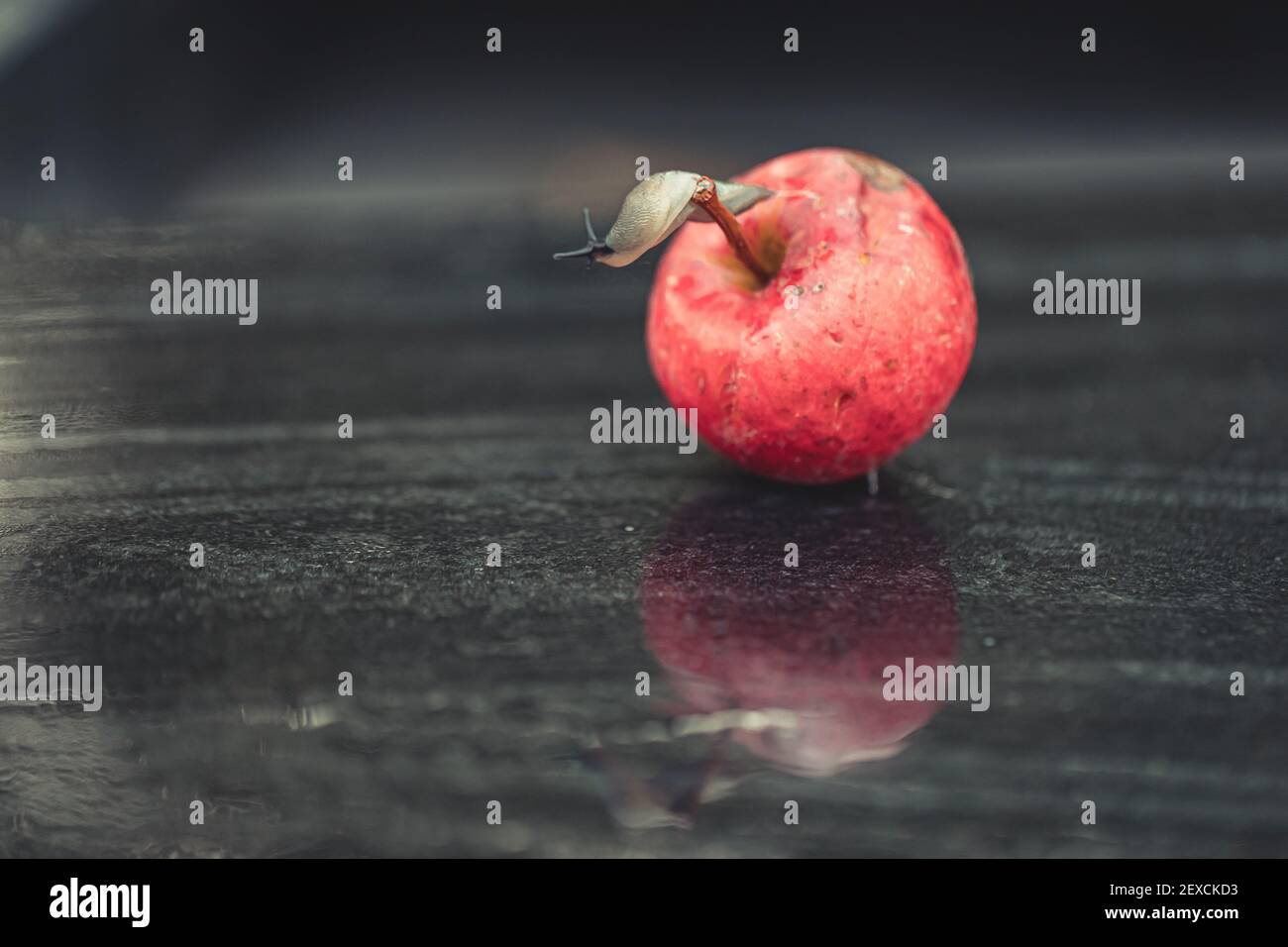 slug on red apple on black background Stock Photo - Alamy