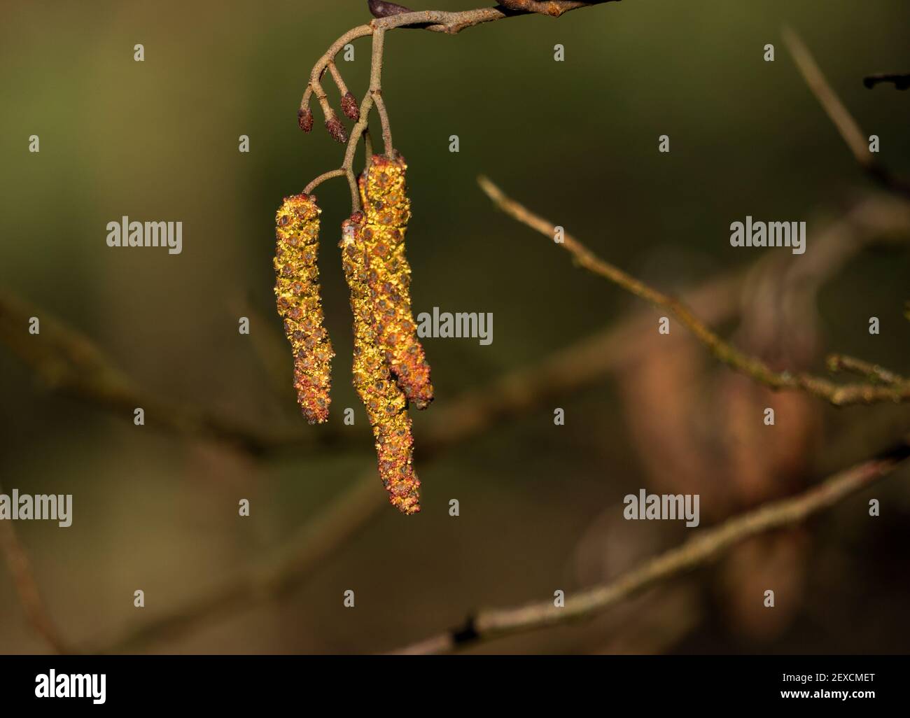 nature closeup blossom alder tree pollen in spring Stock Photo - Alamy