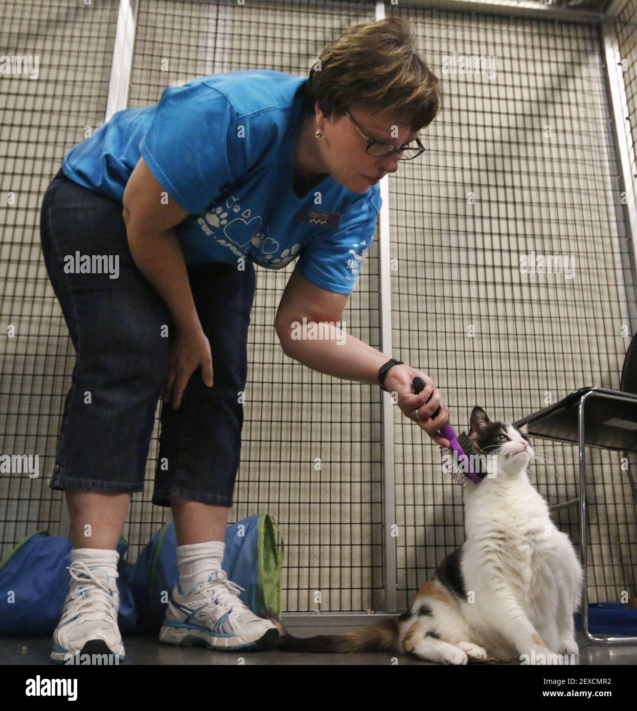 Mystique, a 13-year old calico female cat, seems to enjoy having her ...
