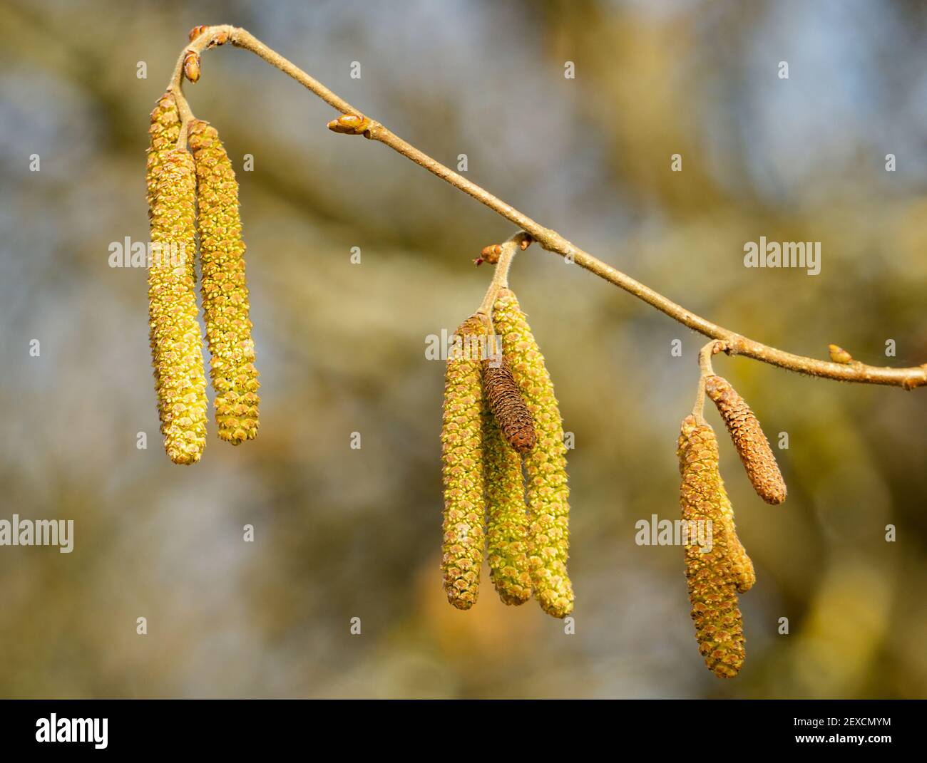 background beauty branch hazelnut blossom yellow spring Stock Photo - Alamy
