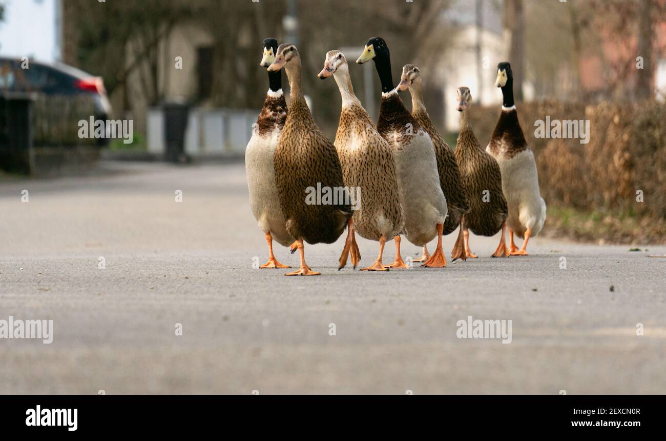 Duck hunt road hi-res stock photography and images - Alamy