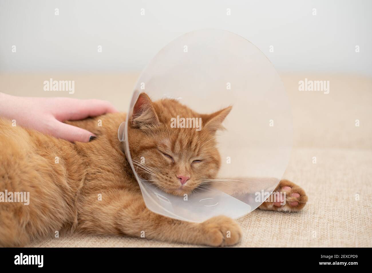 Woman's hand stroking a sick ginger cat in a vet collar. Ginger cat ...