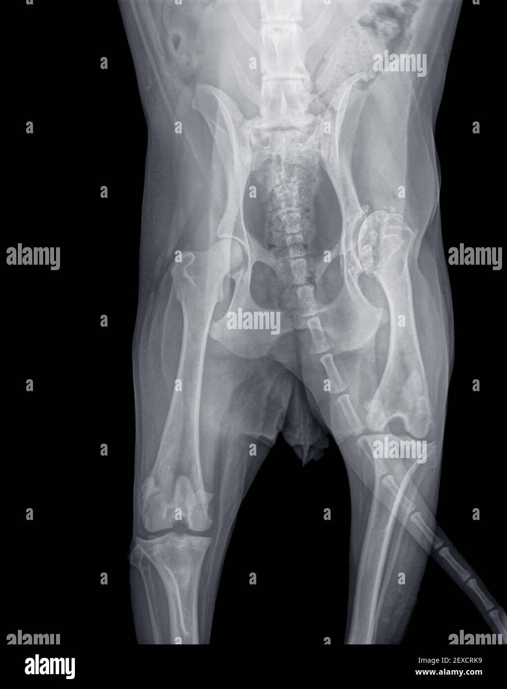 Can A Xray Show Hip Dysplasia In Dogs