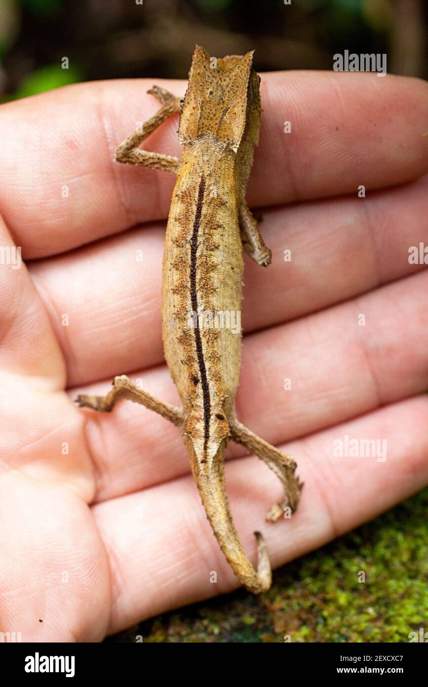 Smallest chameleons hi-res stock photography and images - Alamy