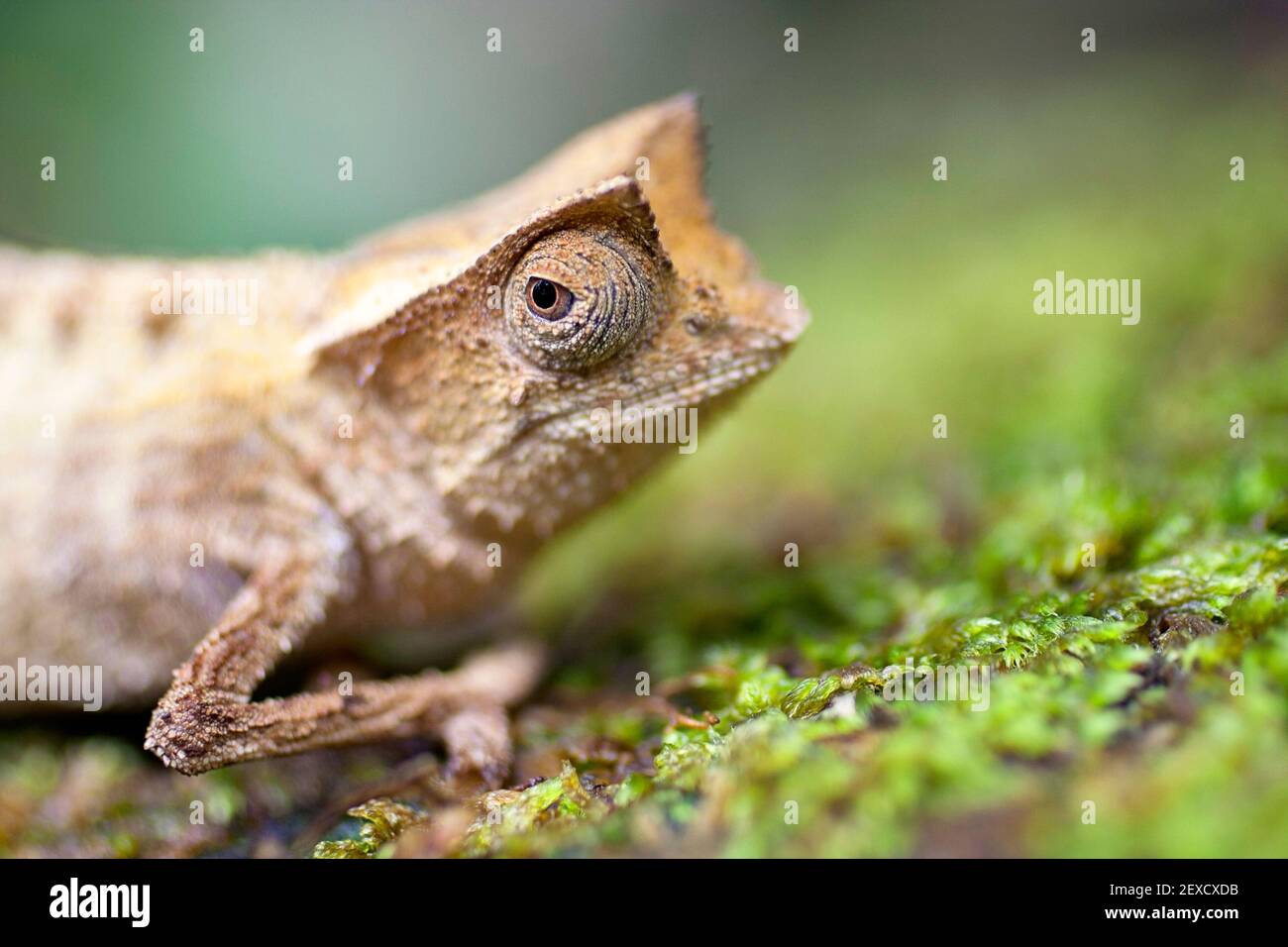 Smallest chameleons hi-res stock photography and images - Alamy