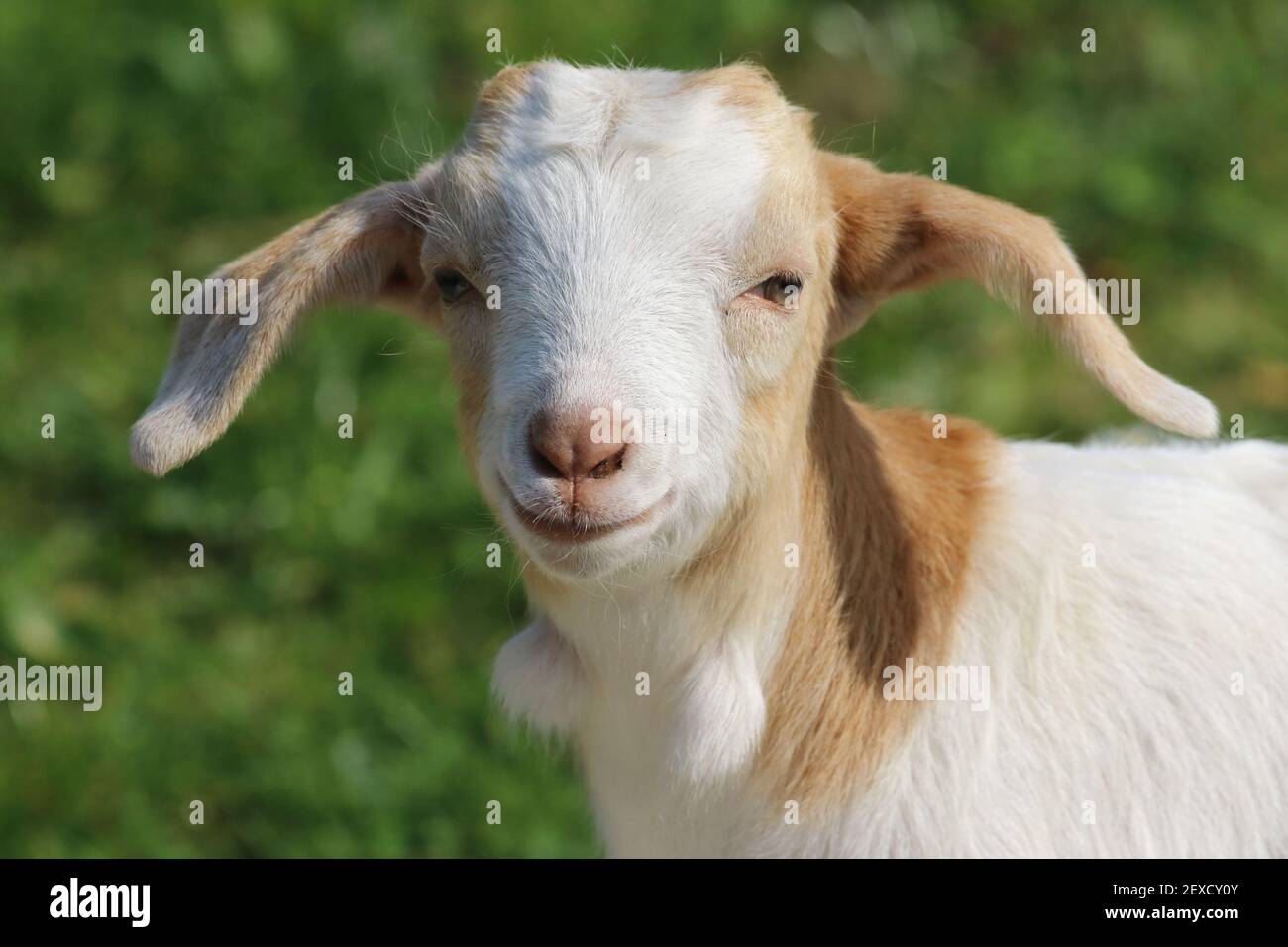 The happy goat hi-res stock photography and images - Alamy
