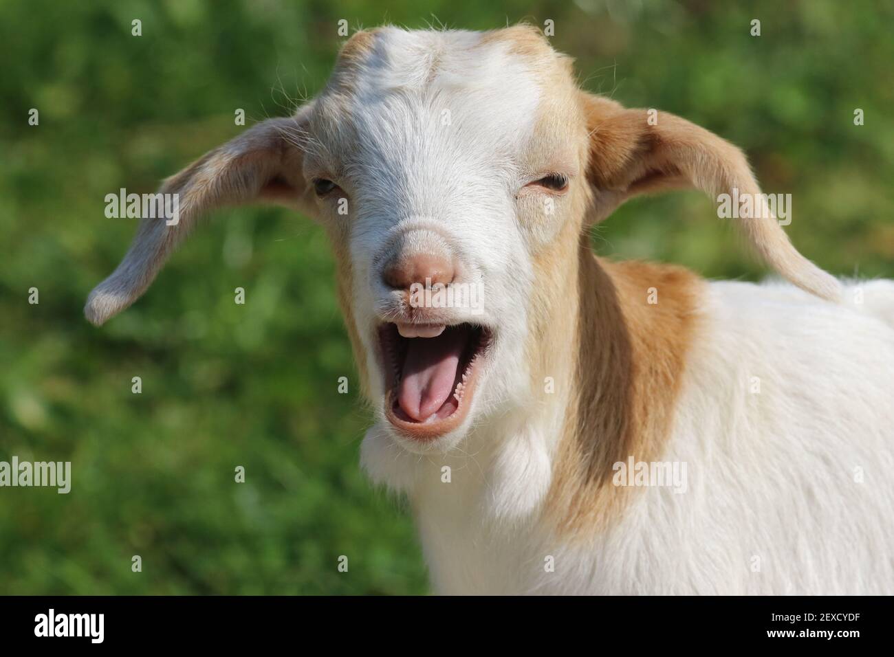 The happy goat hi-res stock photography and images - Alamy