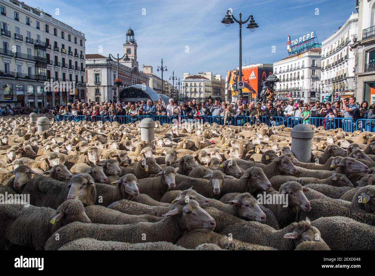 Sheep crossing the streets during the annual transhumance festival ...