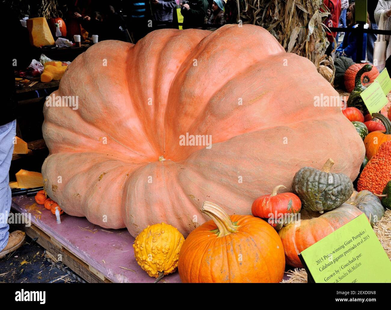 A 2,145 lb pumpkin grown by Gene and Sandra McMullen of Streator, IL on ...