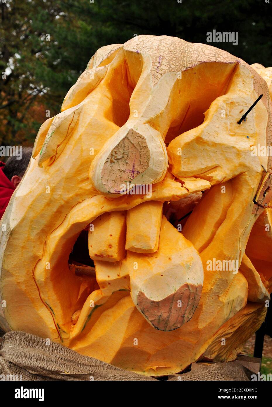 Pumpkin carvings by master pumpkin carver Steve Cully on display at The ...