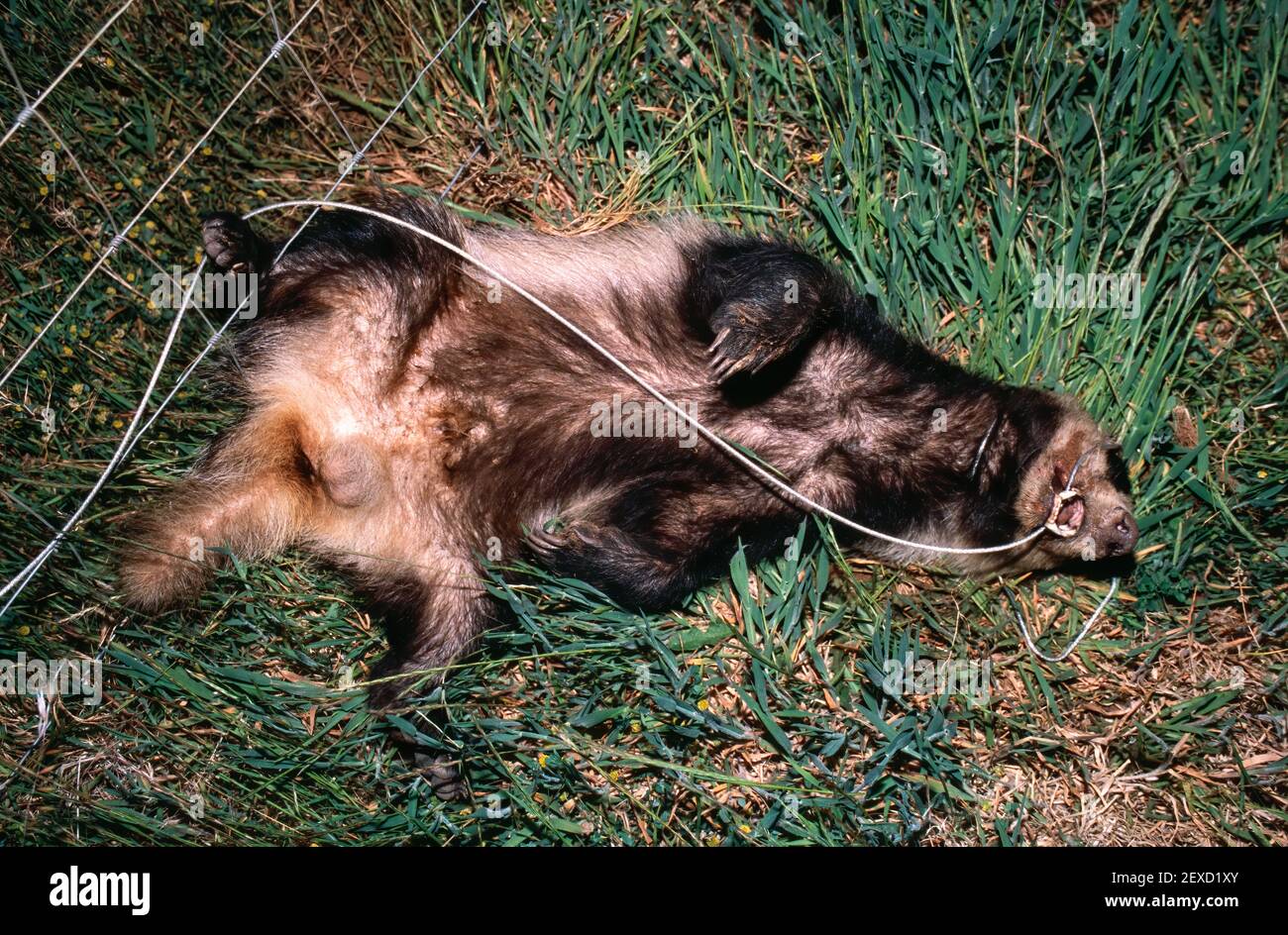 Mammal Traps High Resolution Stock Photography and Images - Alamy