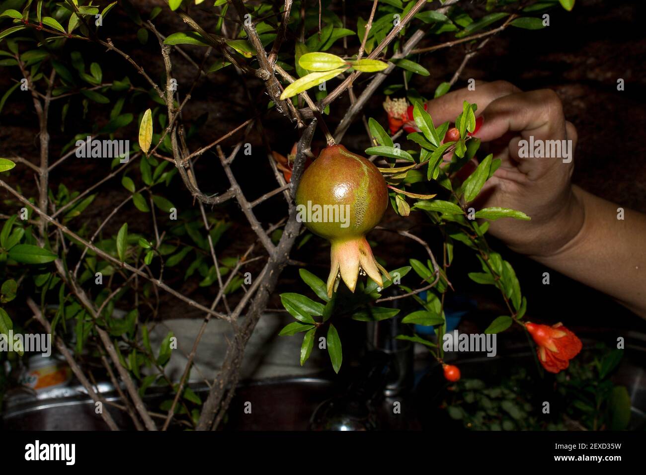 A closeup of a small unripe pomegranate on a tree branch in a garden ...