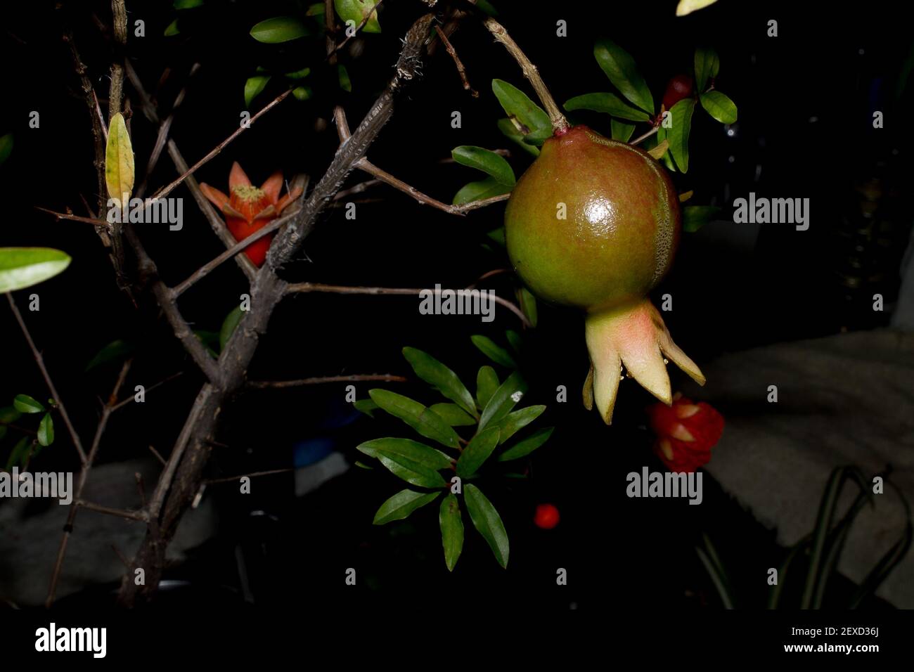 A closeup of a small unripe pomegranate on a tree branch in a garden ...