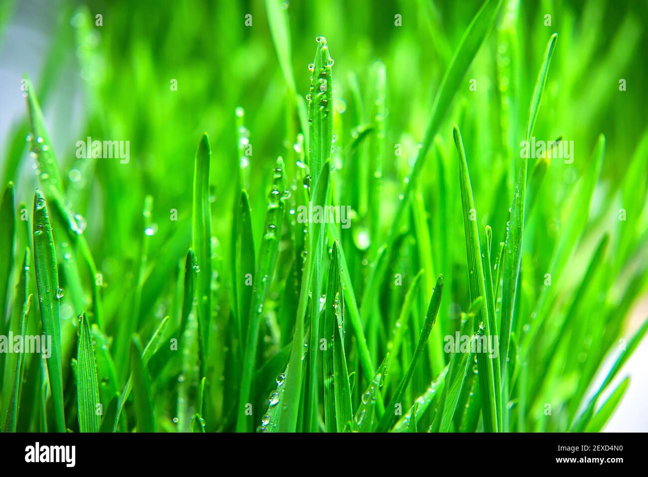 Fresh raw natural wheatgrass leaves, ready for harvesting and turning ...