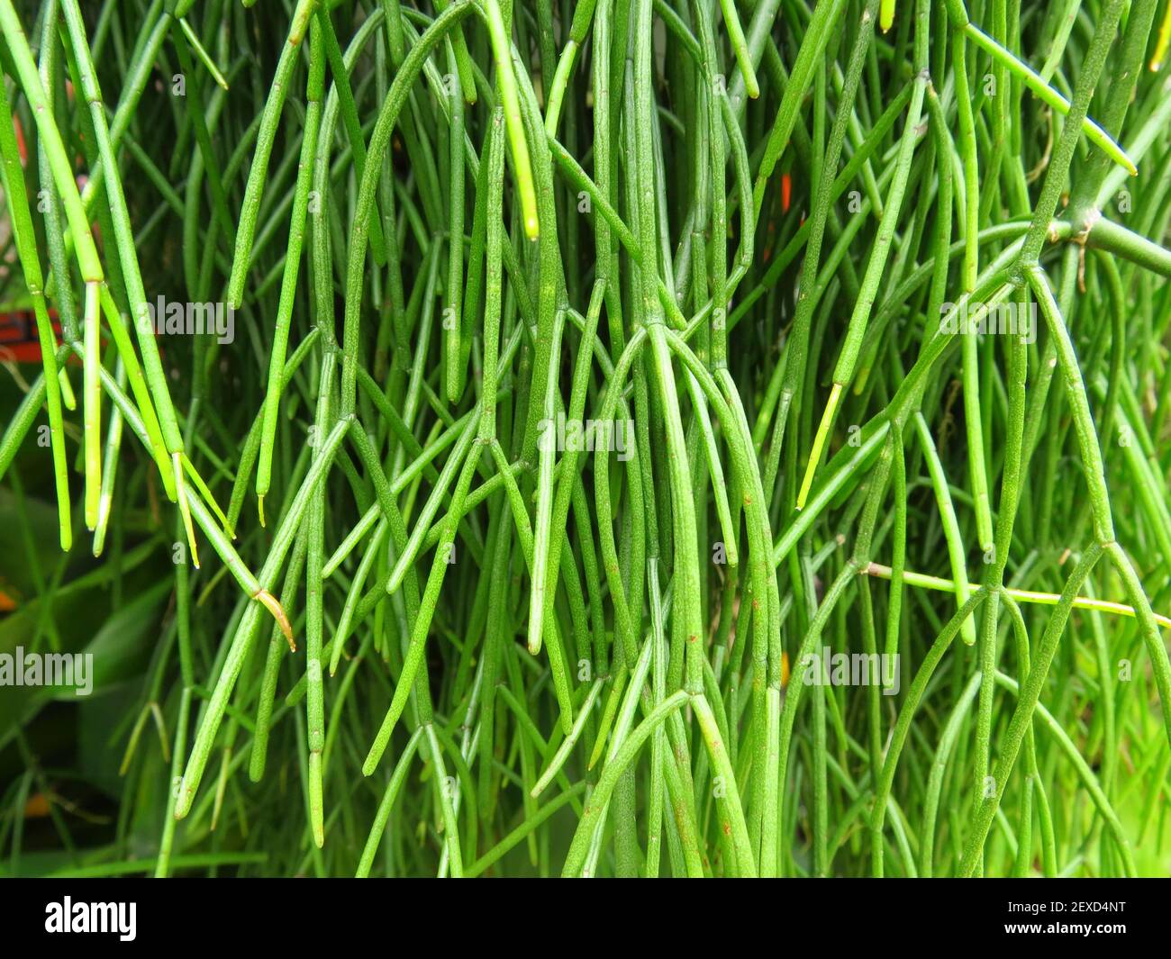 Rhipsalis hi-res stock photography and images - Alamy