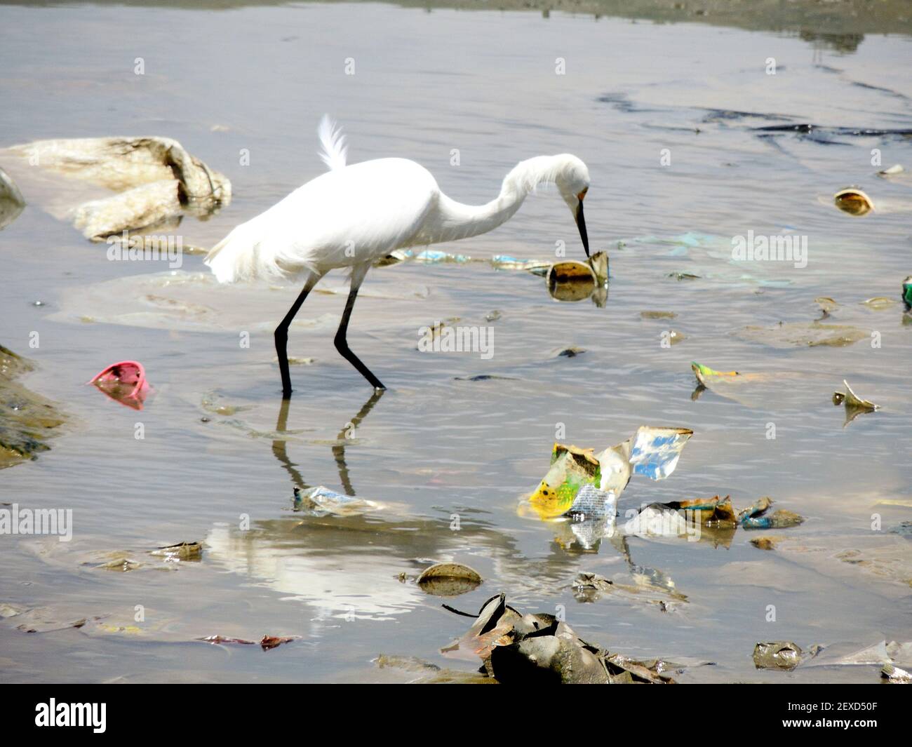 28.10.2015 - Accumulated garbage in the Capibaribe river banks in front ...