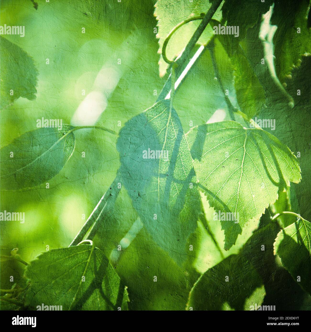 Grunge paper texture. abstract nature background Stock Photo - Alamy