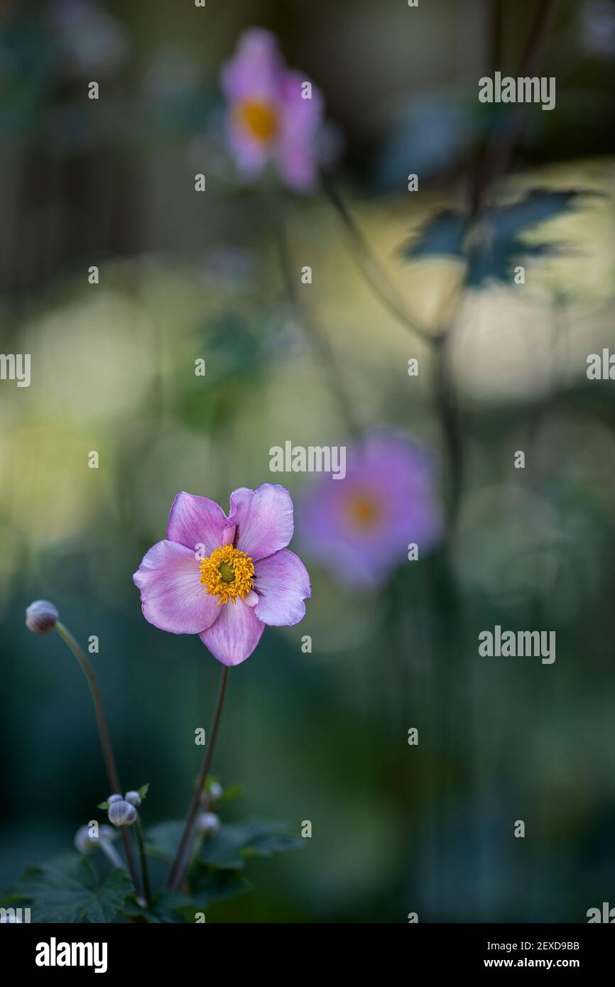 beautiful pink colored windflower in front of blurred background Stock ...