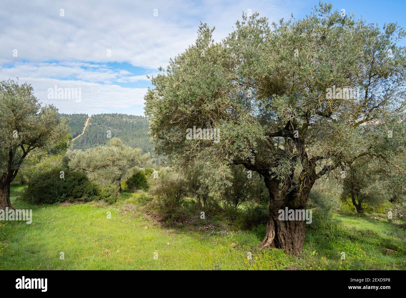 Olive tree ancient jerusalem hi-res stock photography and images - Alamy