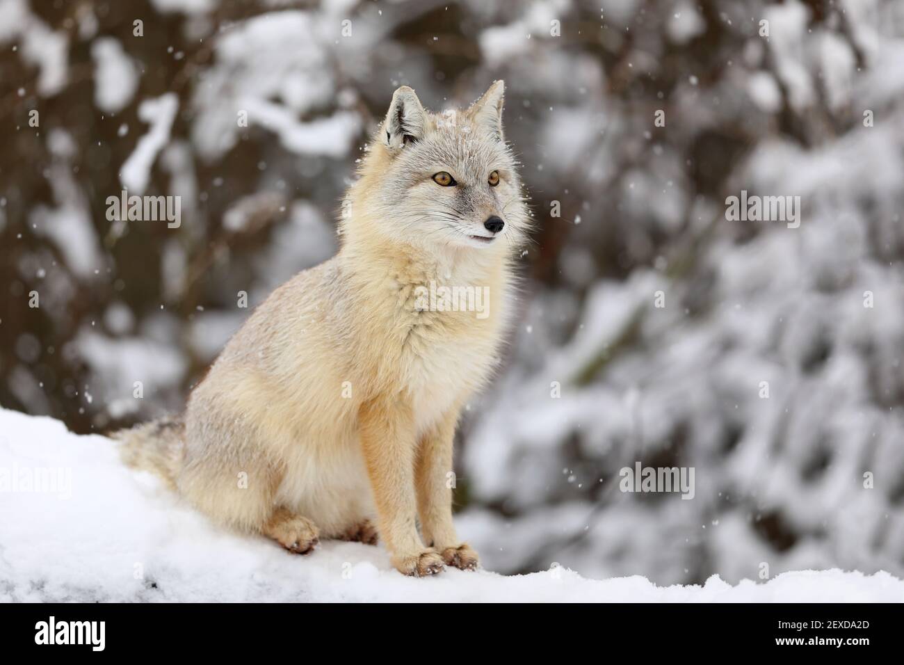 Nomadic habitat hi-res stock photography and images - Alamy