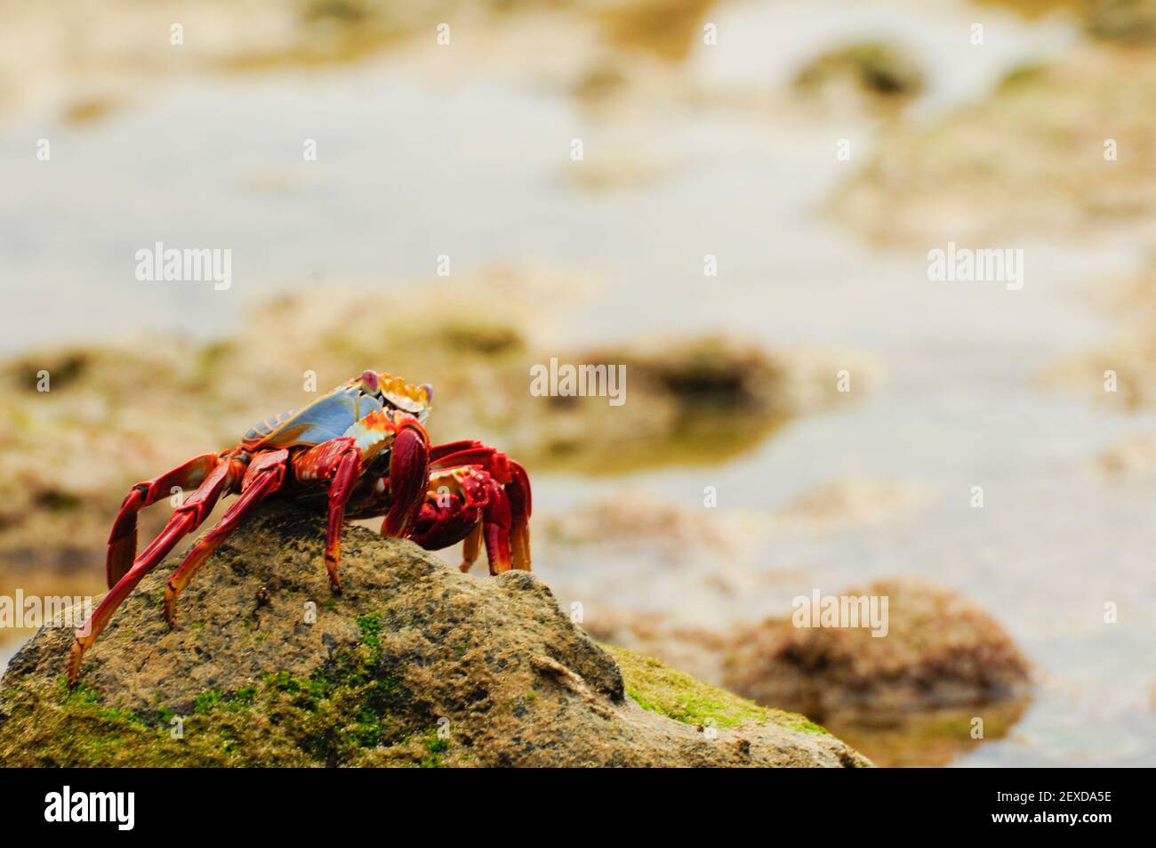 colorful red, sally lightfoot crabs, galapagos islands Stock Photo - Alamy