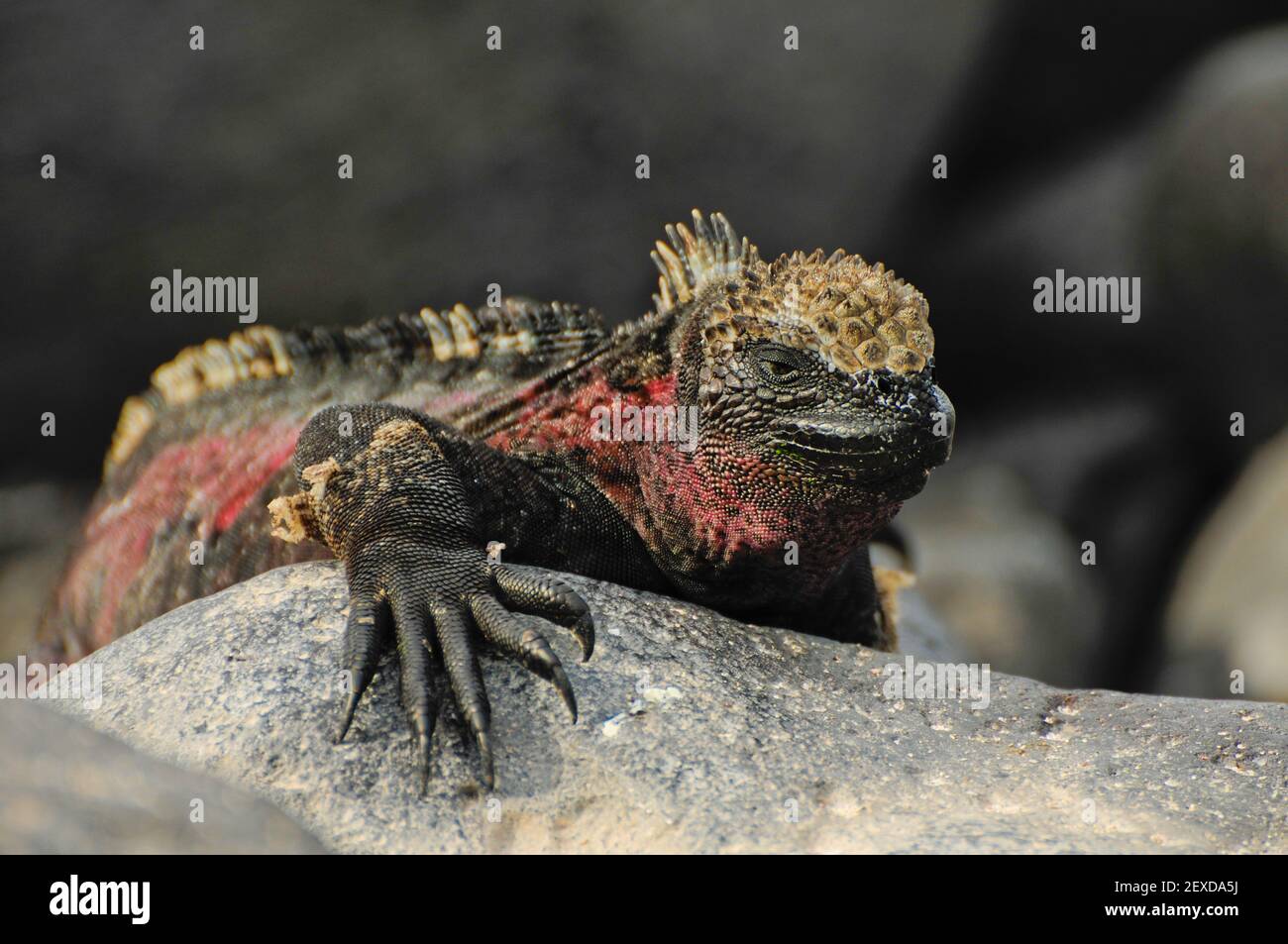 Galapagos islands iguana in their natural habitat Stock Photo - Alamy