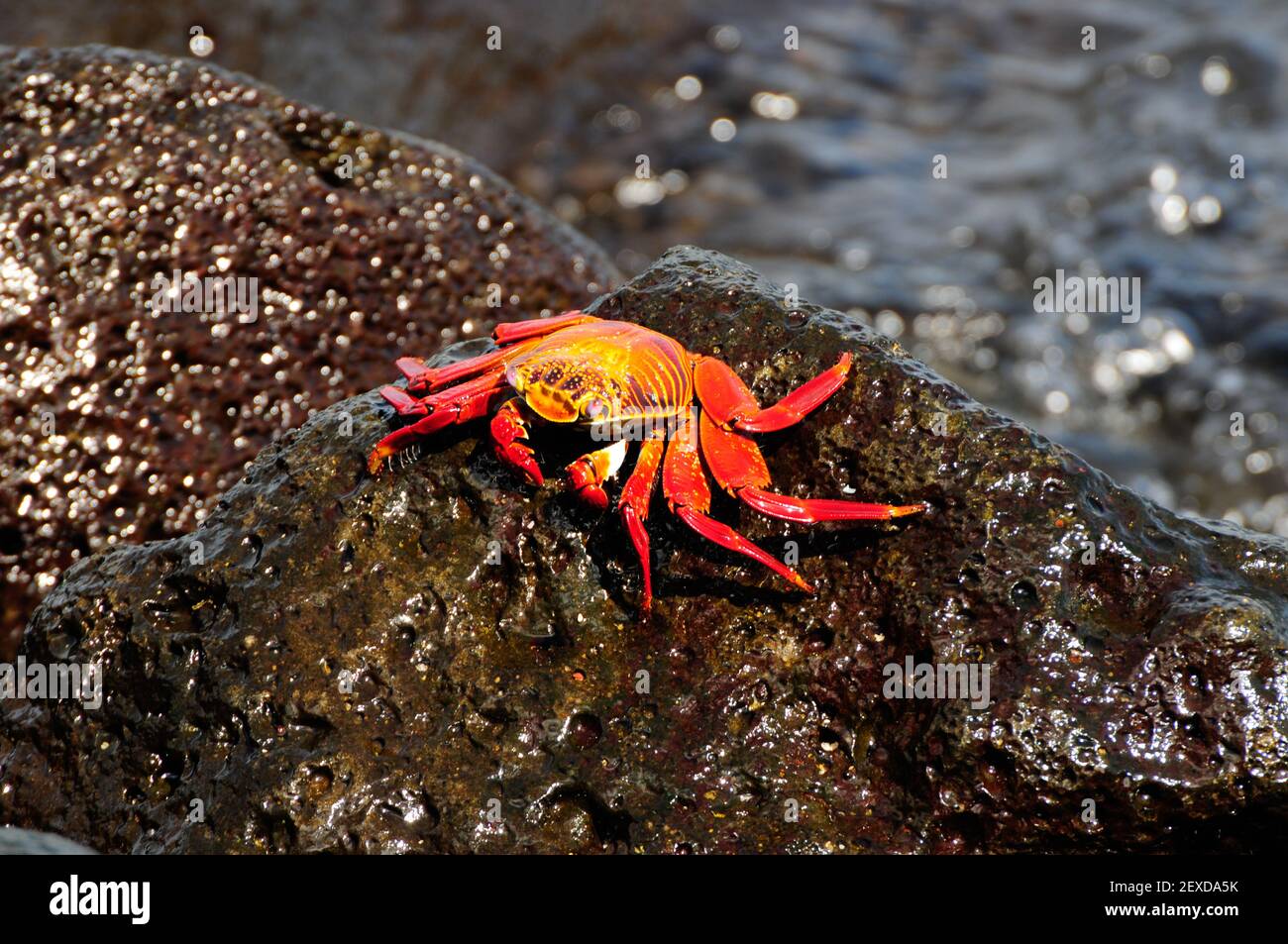 colorful red, sally lightfoot crabs, galapagos islands Stock Photo - Alamy