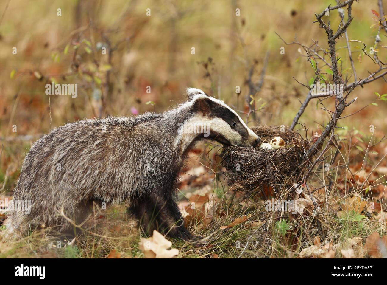 Badger Eating