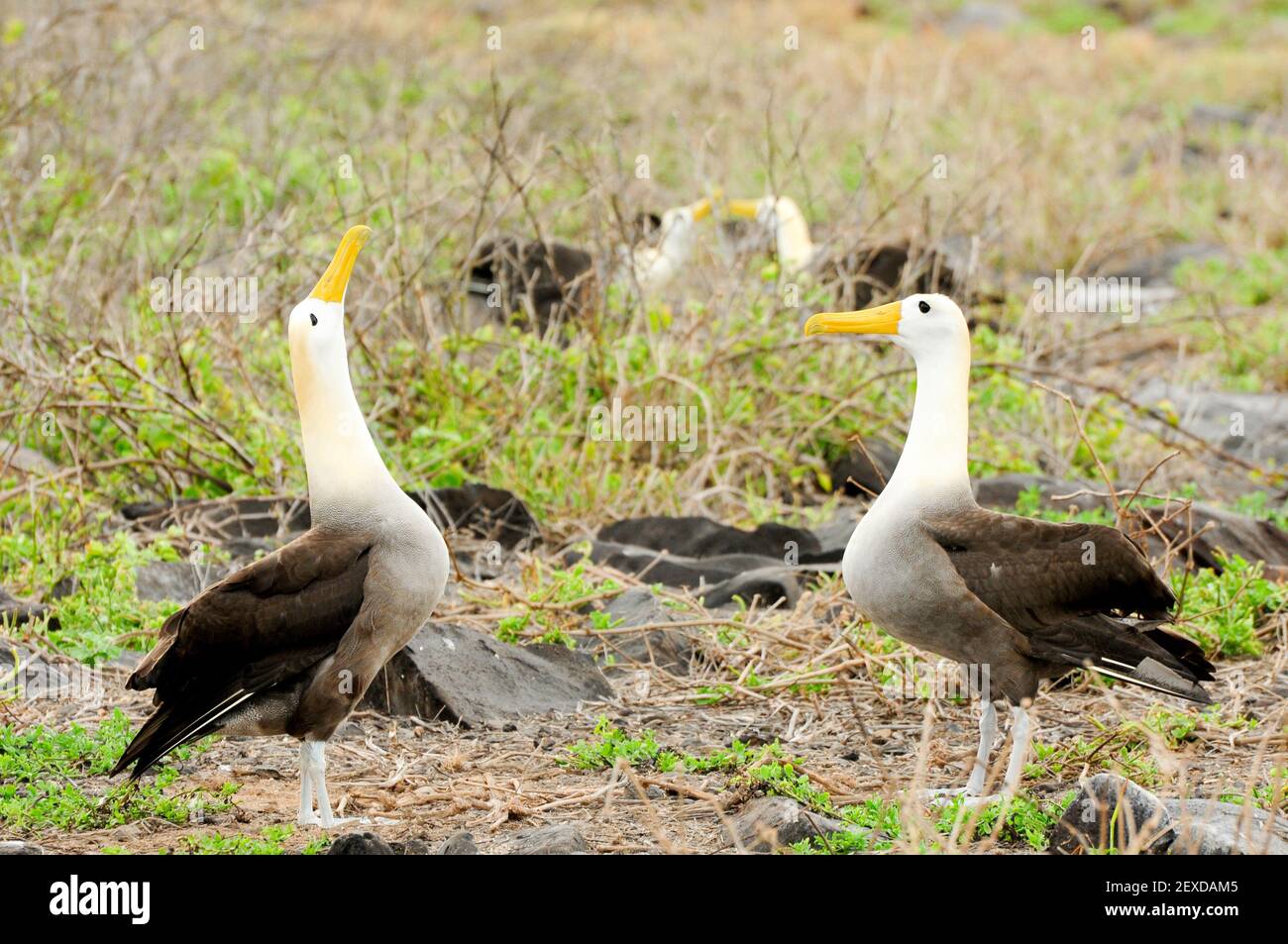 yellow headed waved albatross native to the galapagos islands Stock ...