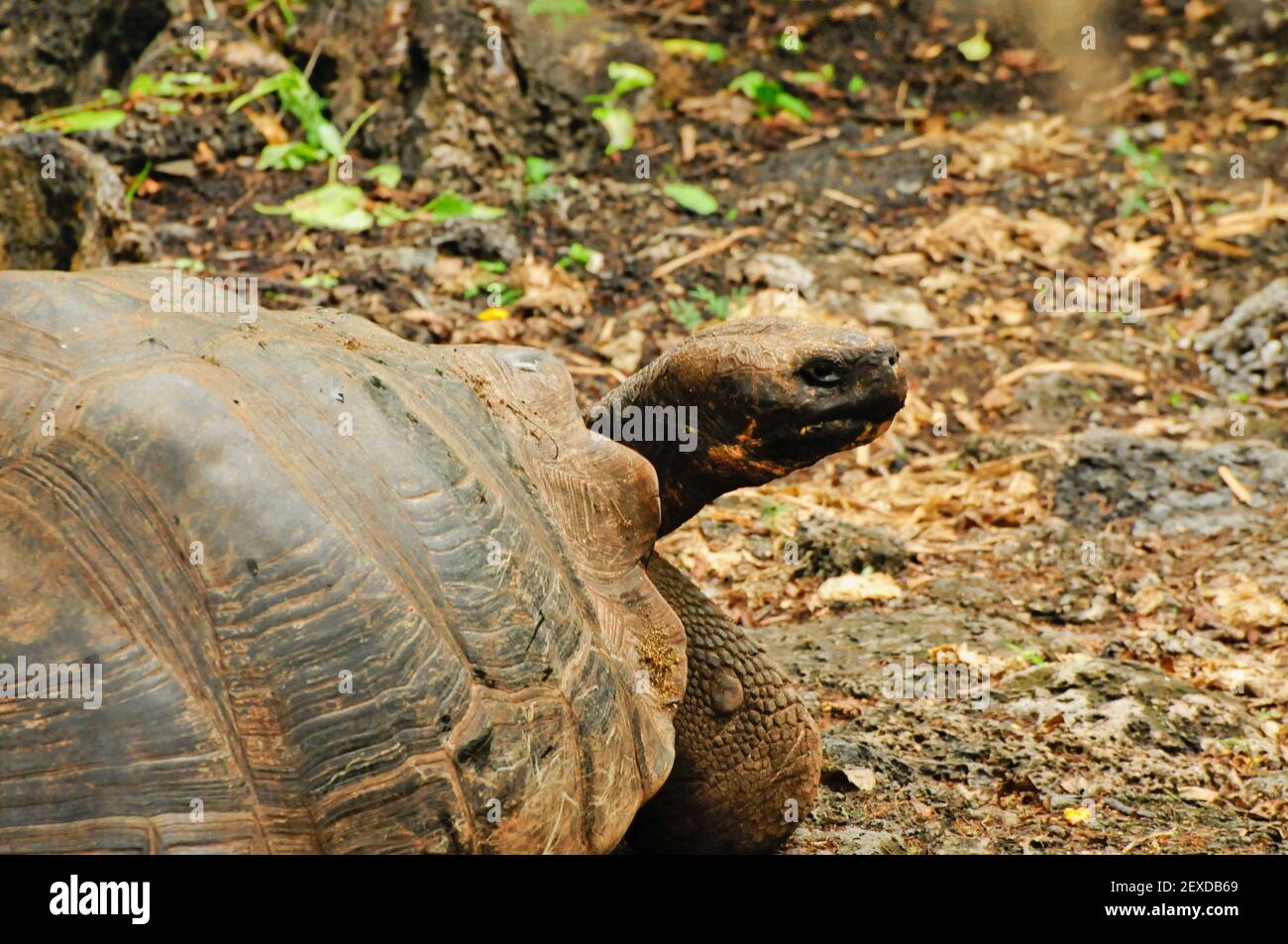 giant turtle or tortoise from Galapagos, Ecuador Stock Photo - Alamy
