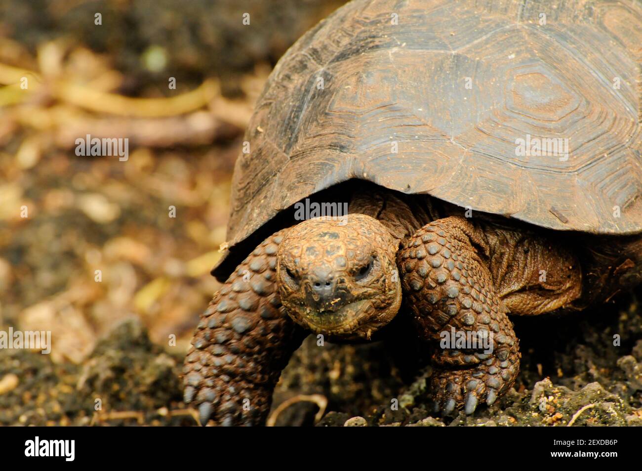 giant turtle or tortoise from Galapagos, Ecuador Stock Photo - Alamy