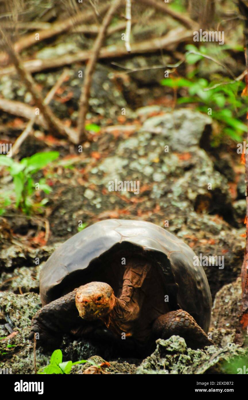giant turtle or tortoise from Galapagos, Ecuador Stock Photo - Alamy