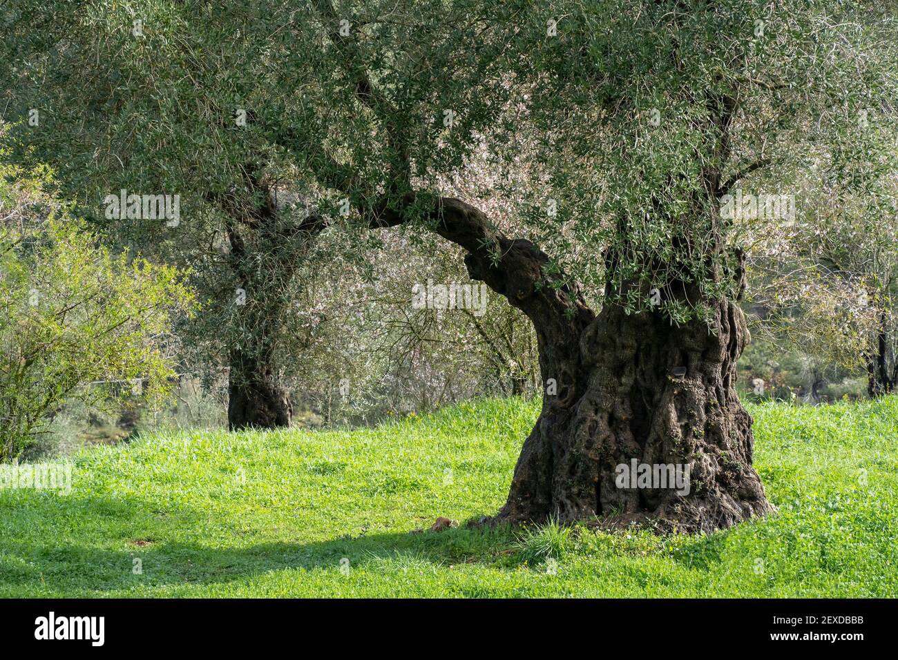 Old olive and almond trees in the Judea mountains, near Jerusalem ...