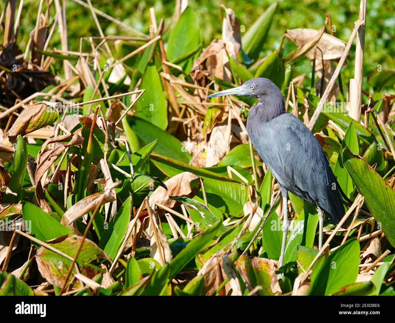 Sweetwater wetlands park bird hi-res stock photography and images - Alamy