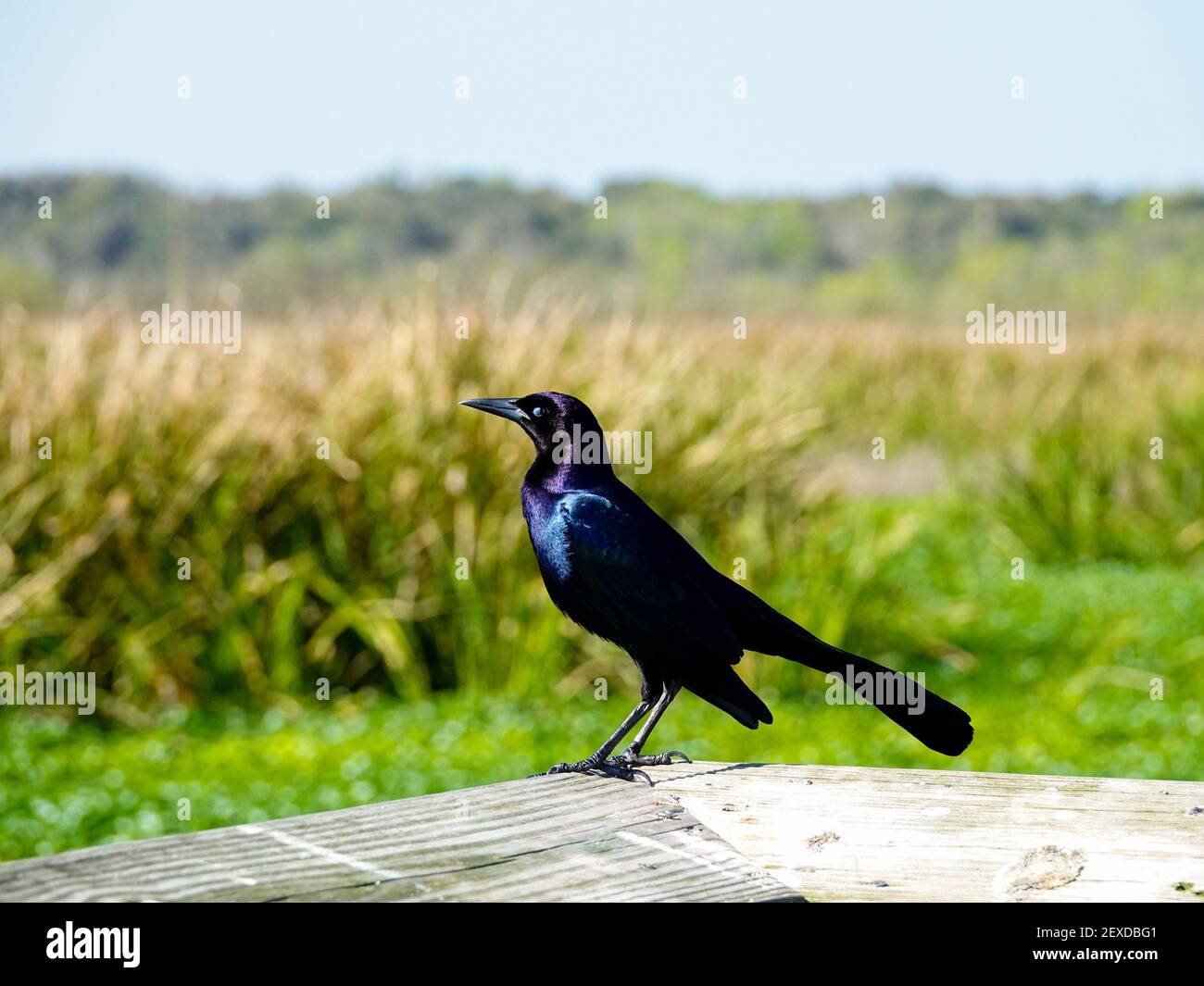 Boat-tailed male grackle, Quiscalus major, perched on a railing ...