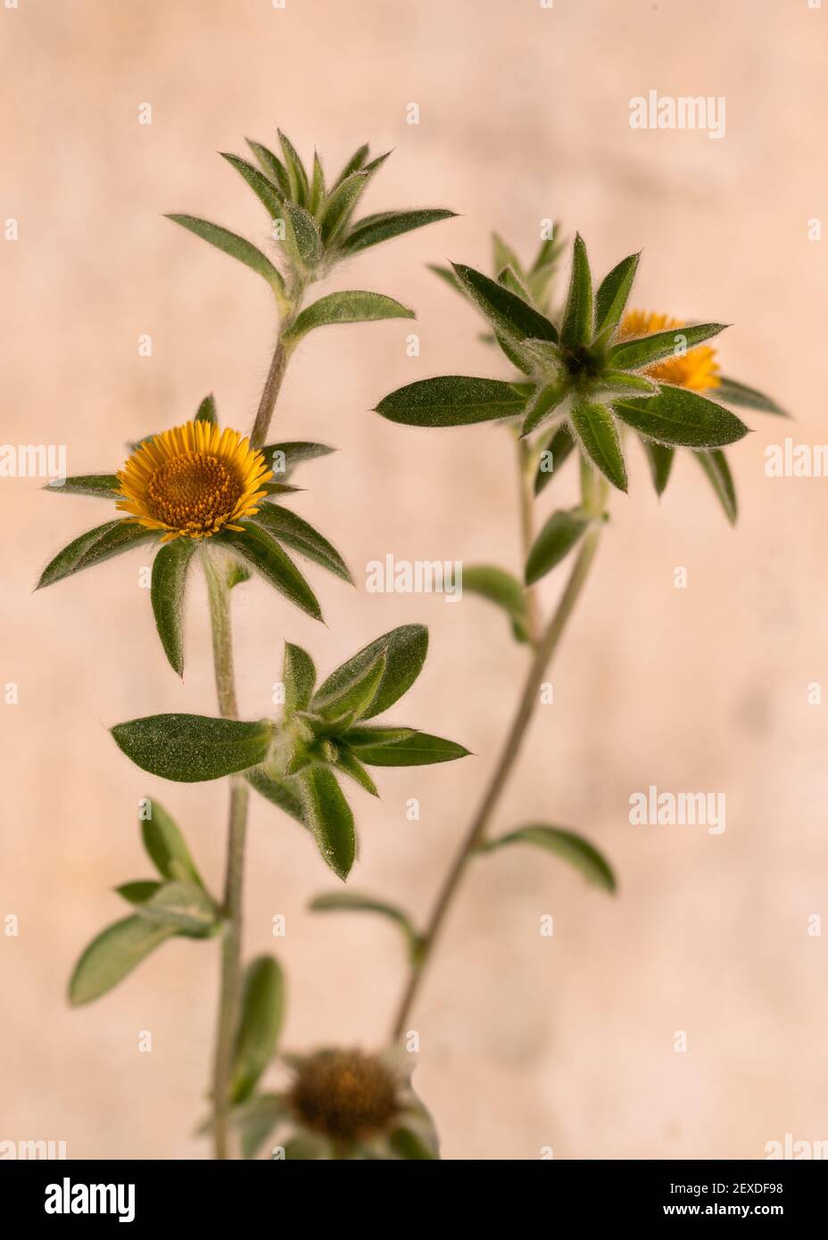 Succession of flowers hi-res stock photography and images - Alamy