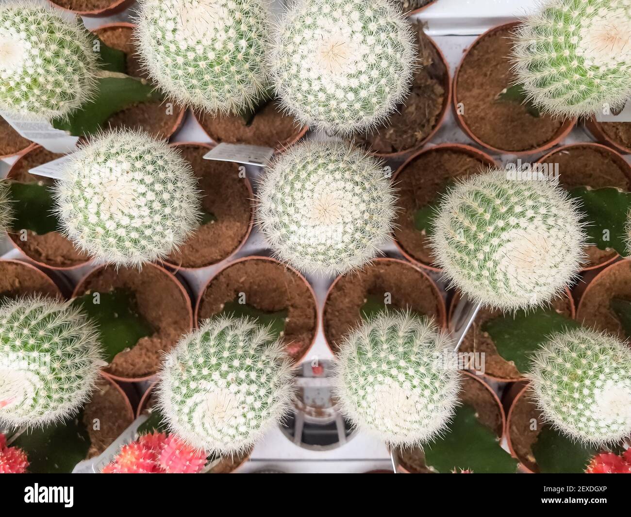 Miniature cactus pot decorate in the garden. various types beautiful ...